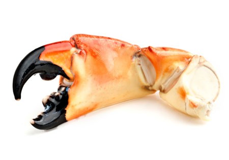 FRESH Florida Stone Crab Claws – FARM-2-MARKET
